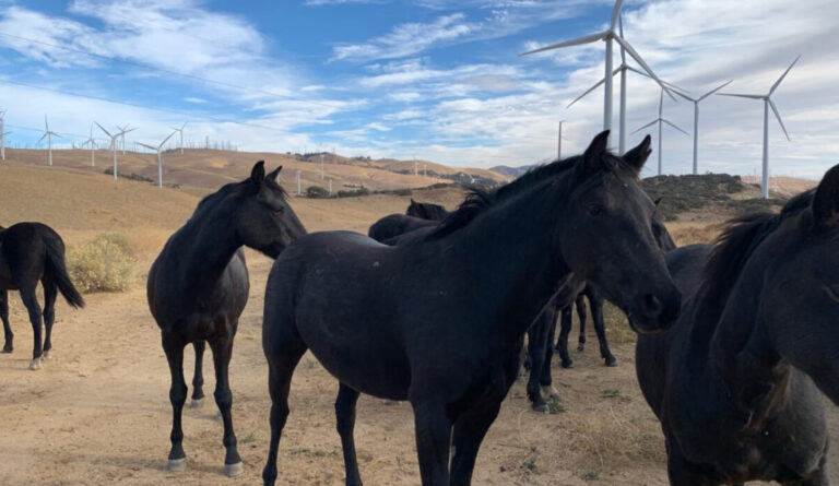 Wind farms and wind energy benefits in the US - Clearway