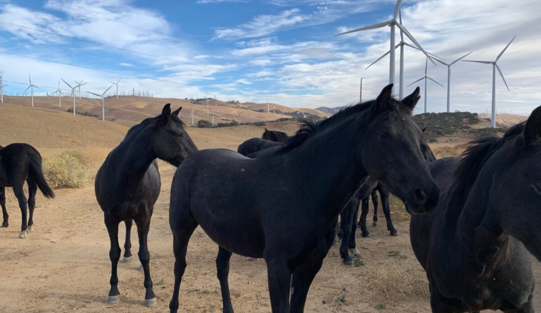 Wind farms and wind energy benefits in the US - Clearway