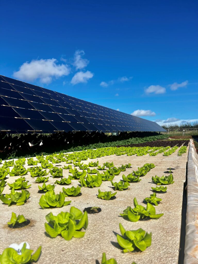 Regenerative development, biodiversity & wildlife - Clearway Energy